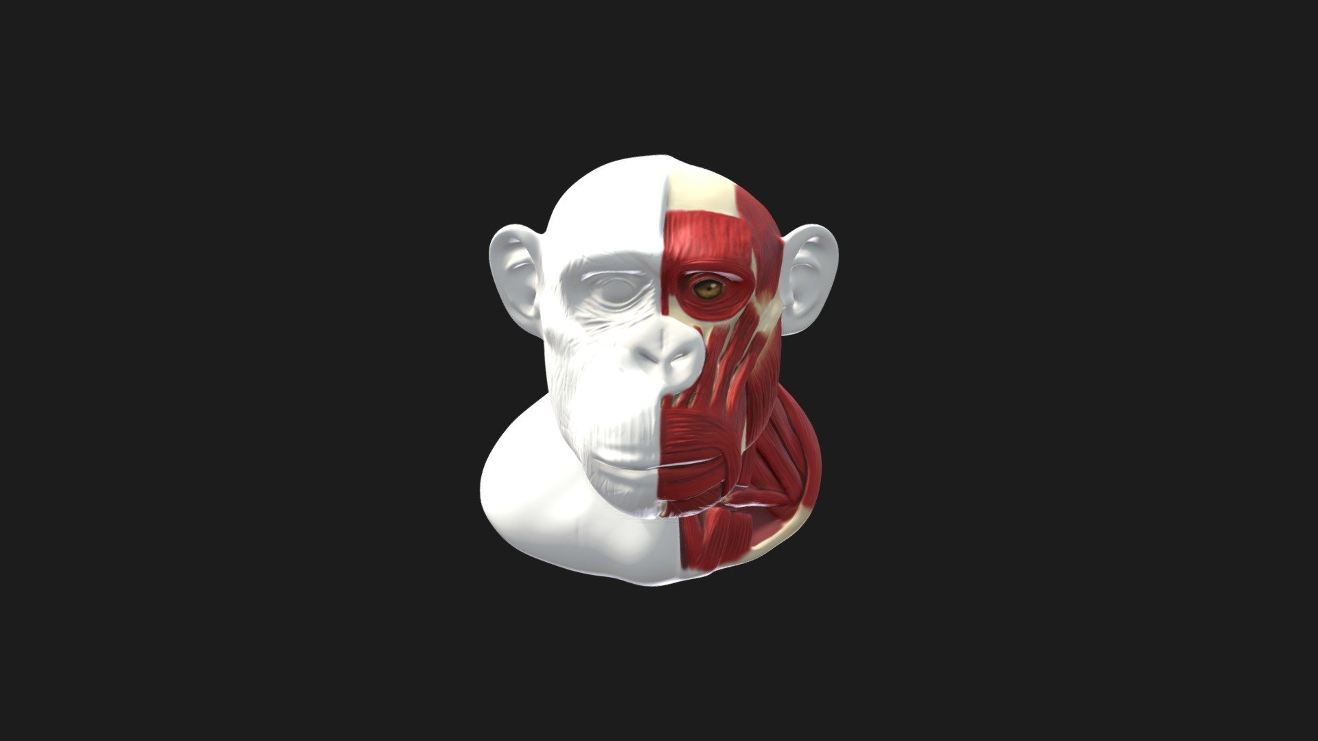 Common Chimpanzee Head & Neck Reconstruction - Download Free 3D model ...