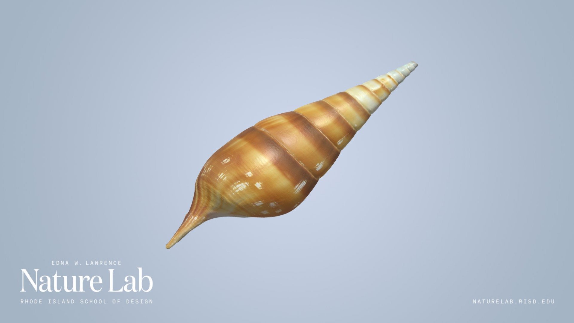 Tibia Shell - Download Free 3D model by RISD Nature Lab (@RISDNaturelab ...