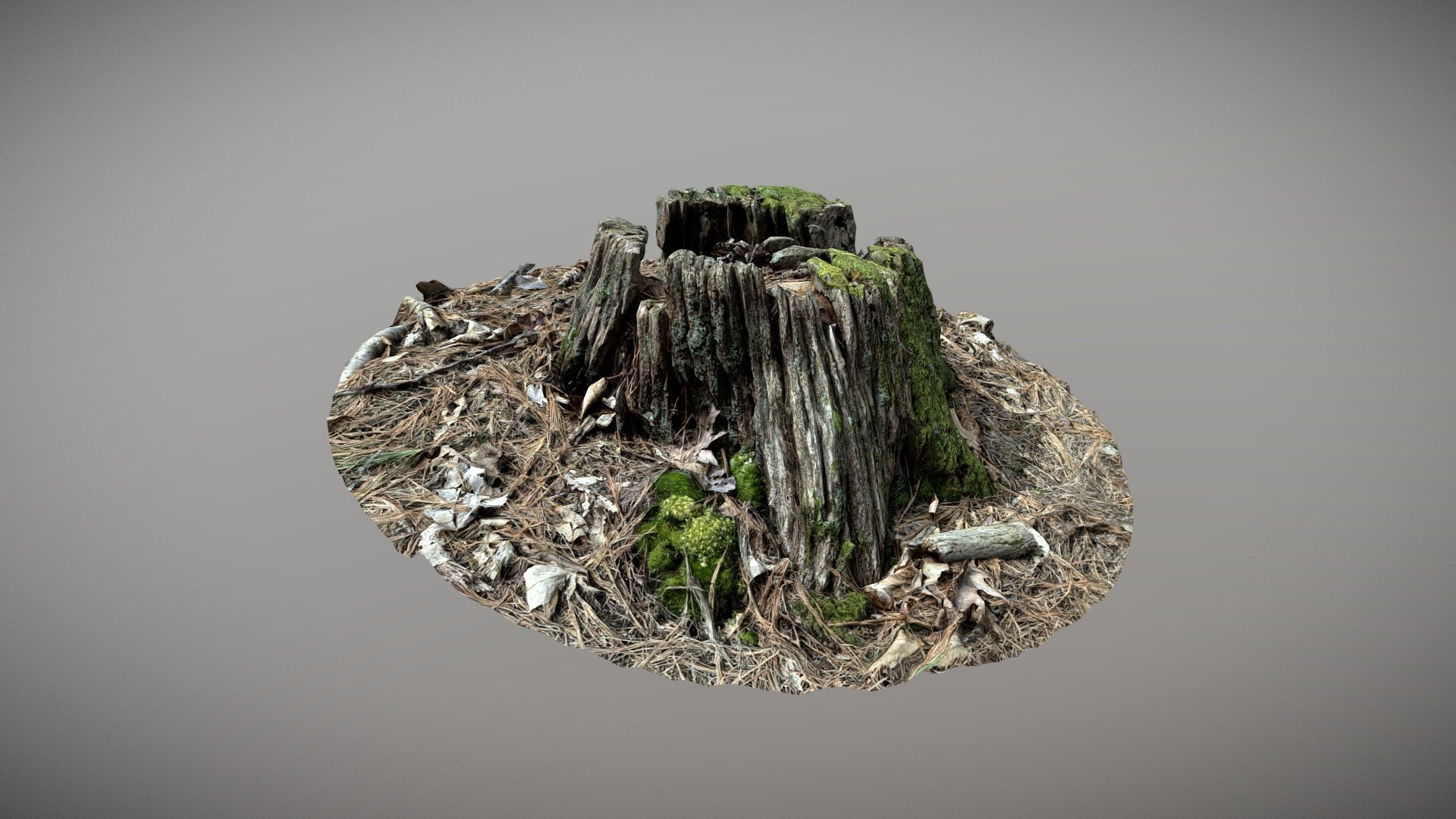Stump - 3D model by SoReal Scanning (@sorealscanning) [16ef03d] - Sketchfab