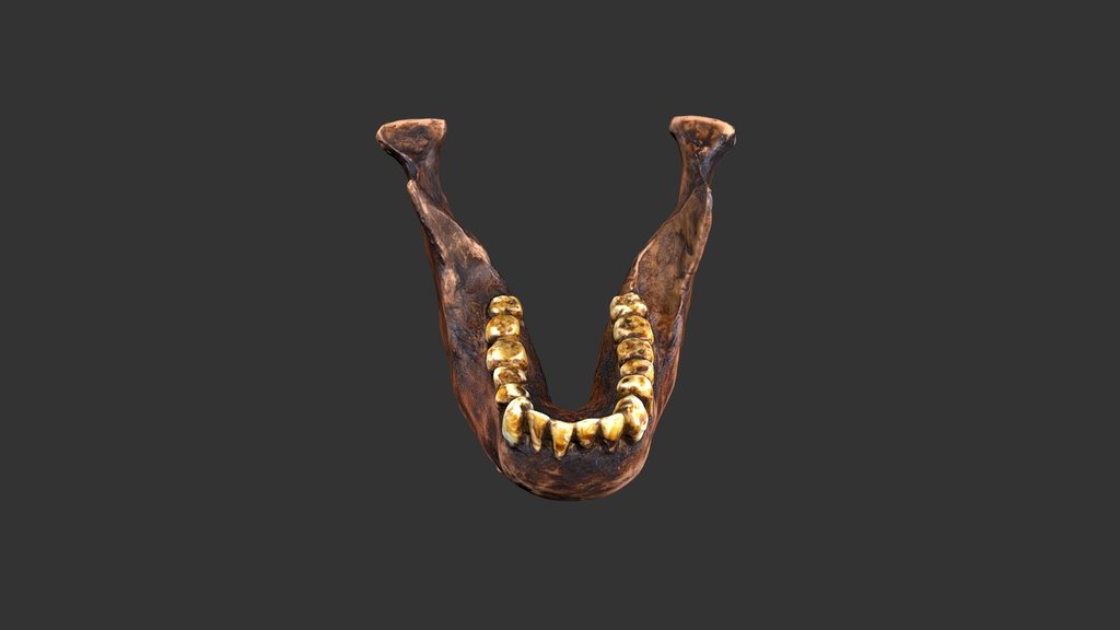 Australopithecines - A 3D model collection by monochorongo - Sketchfab