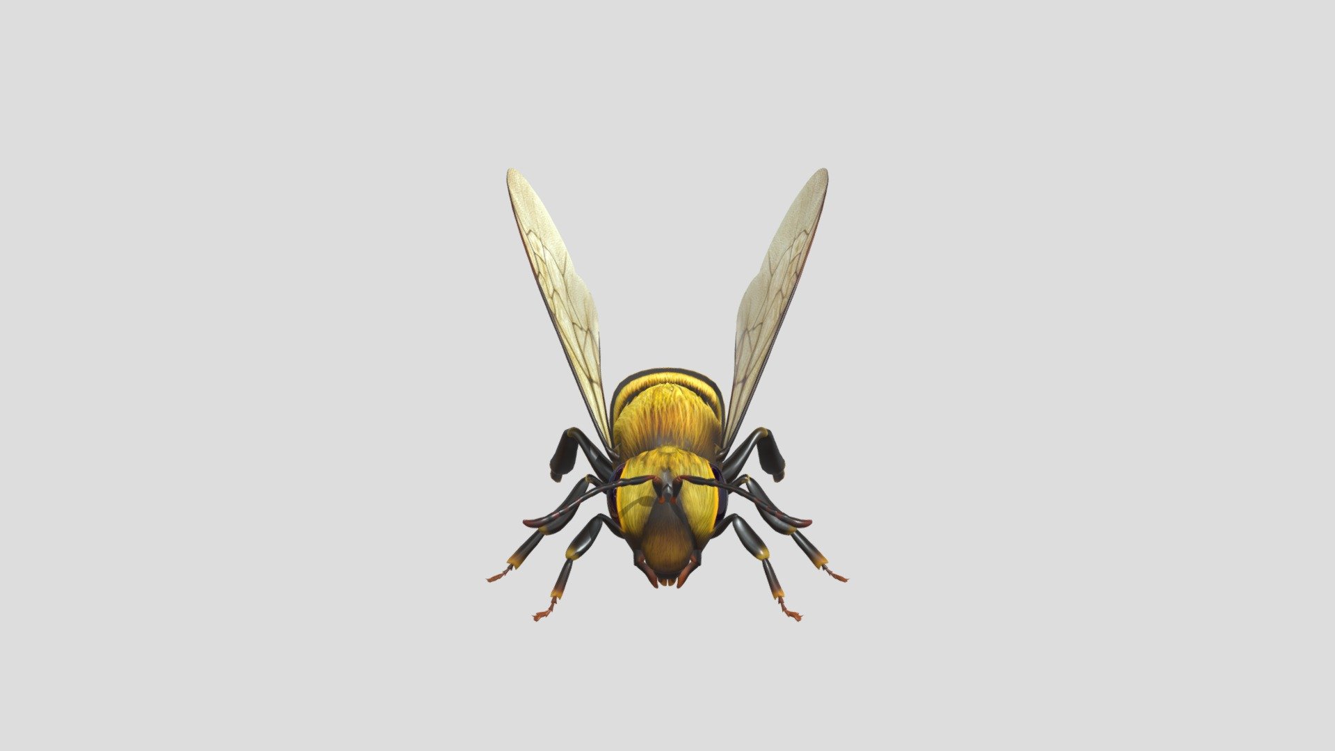 bee - Download Free 3D model by kobi.ayoub1 [16efb03] - Sketchfab