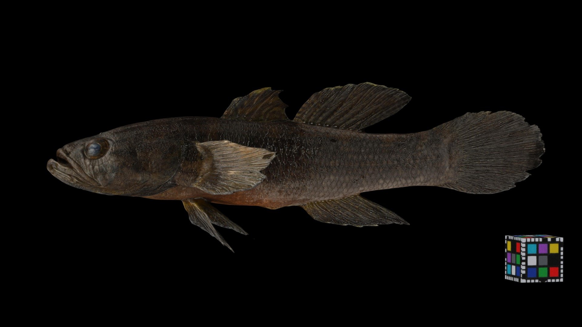 CC0 チチブモドキ 🐟 Spinycheek Sleeper, E. acanthopoma - Download Free 3D ...