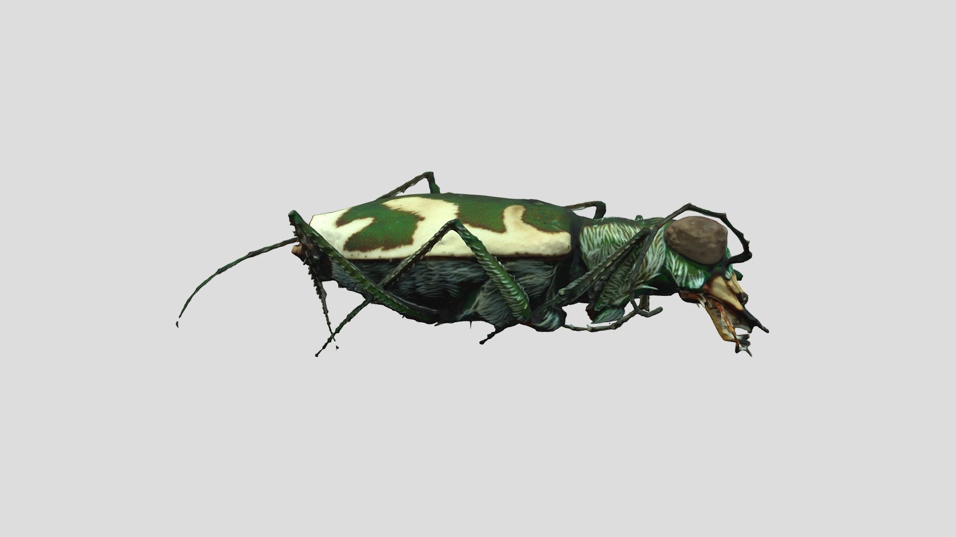 Ellipsoptera nevadica - 3D model by Blair Mirka (@B_A_M) [16f729e] - Sketchfab