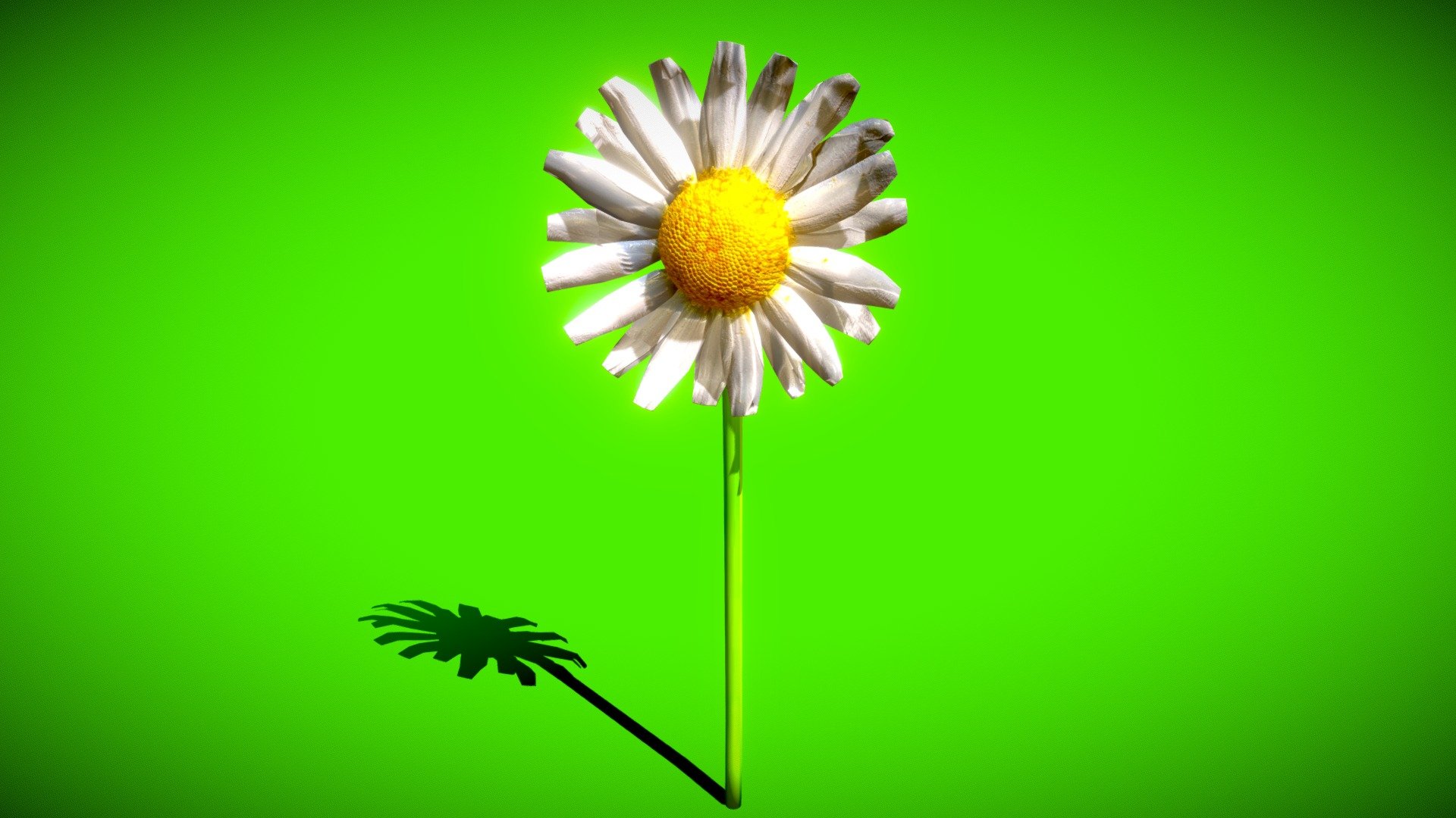 Daisy - Download Free 3D model by rhcreations [16f836d] - Sketchfab