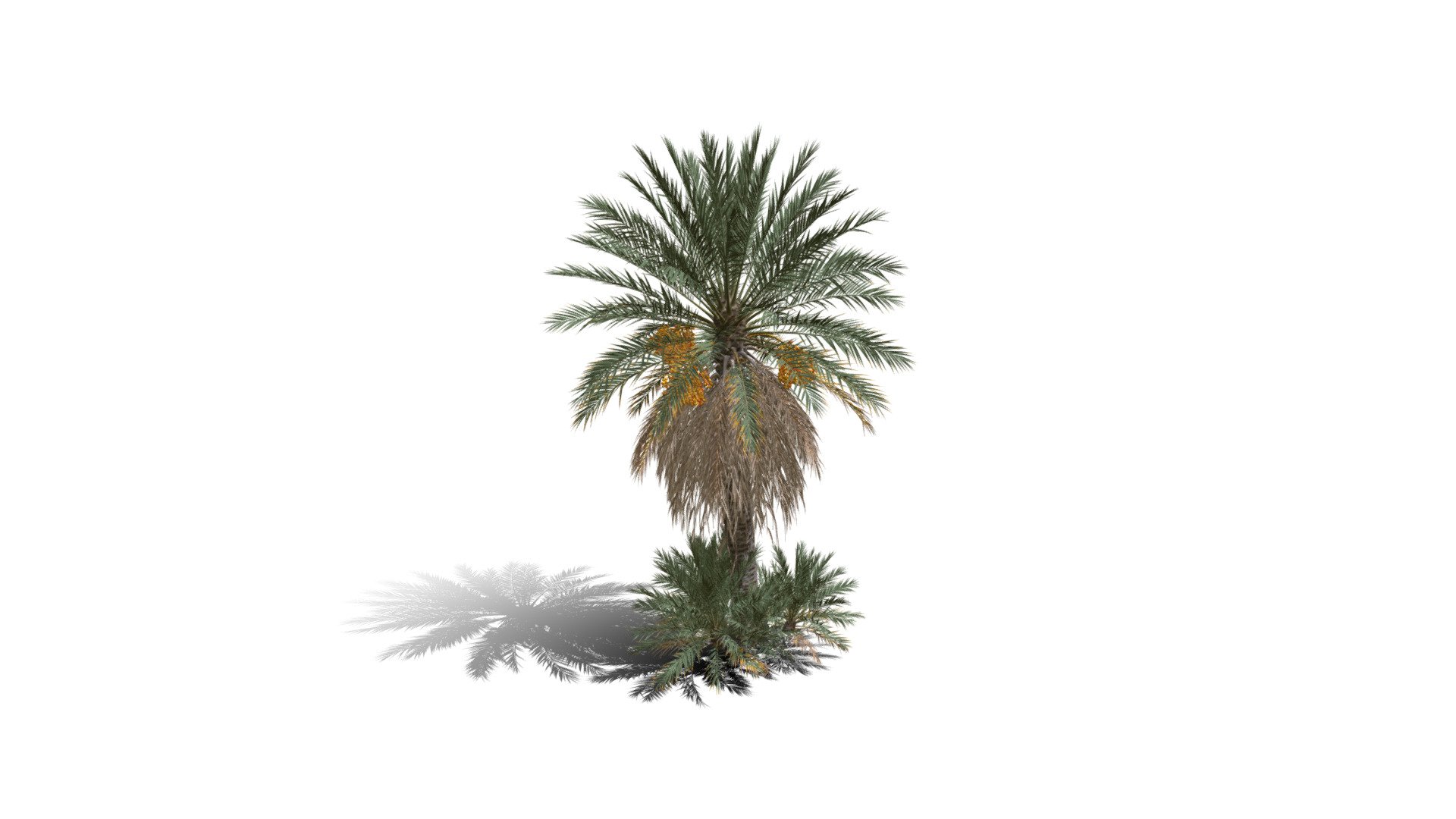 Realistic HD Date palm (27/78) - Download Free 3D model by PlantCatalog ...