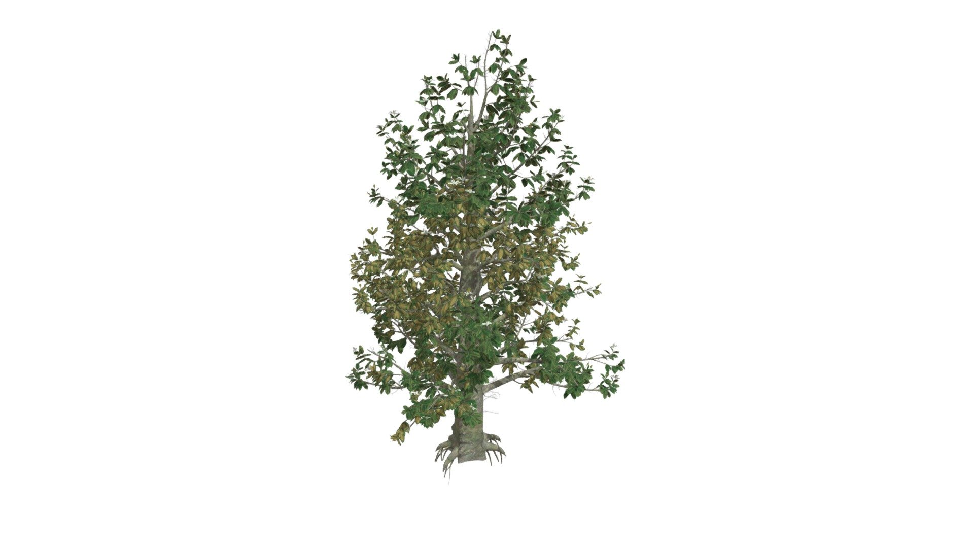 Southern Magnolia Tree #05 - Buy Royalty Free 3D model by meshshape ...