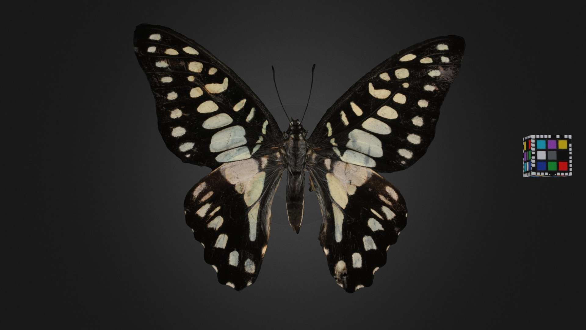 ミカドアゲハ 🦋 Common Jay, Graphium doson - 3D model by ffish.asia / floraZia ...