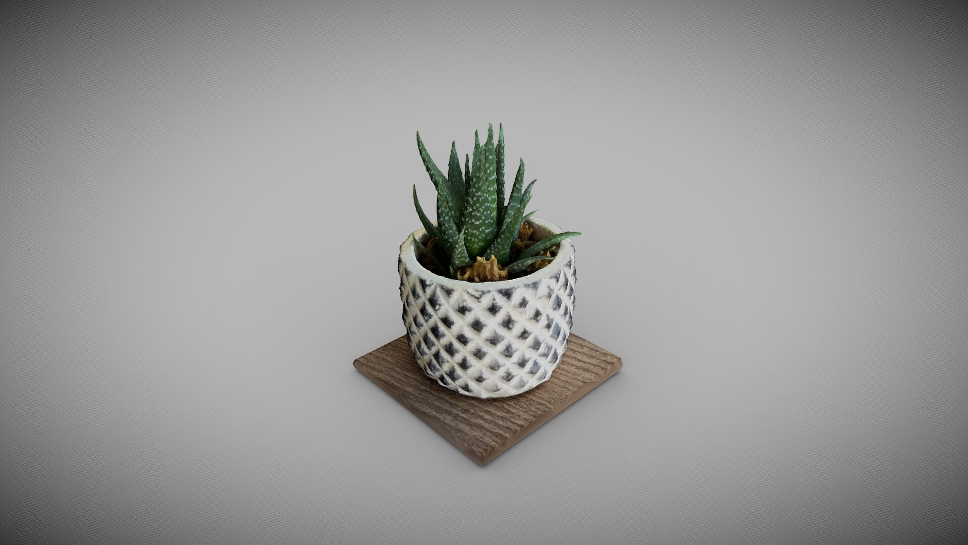 Small Succulent Plant - Indoor - 3D model by arifsezeraktas [170e907 ...