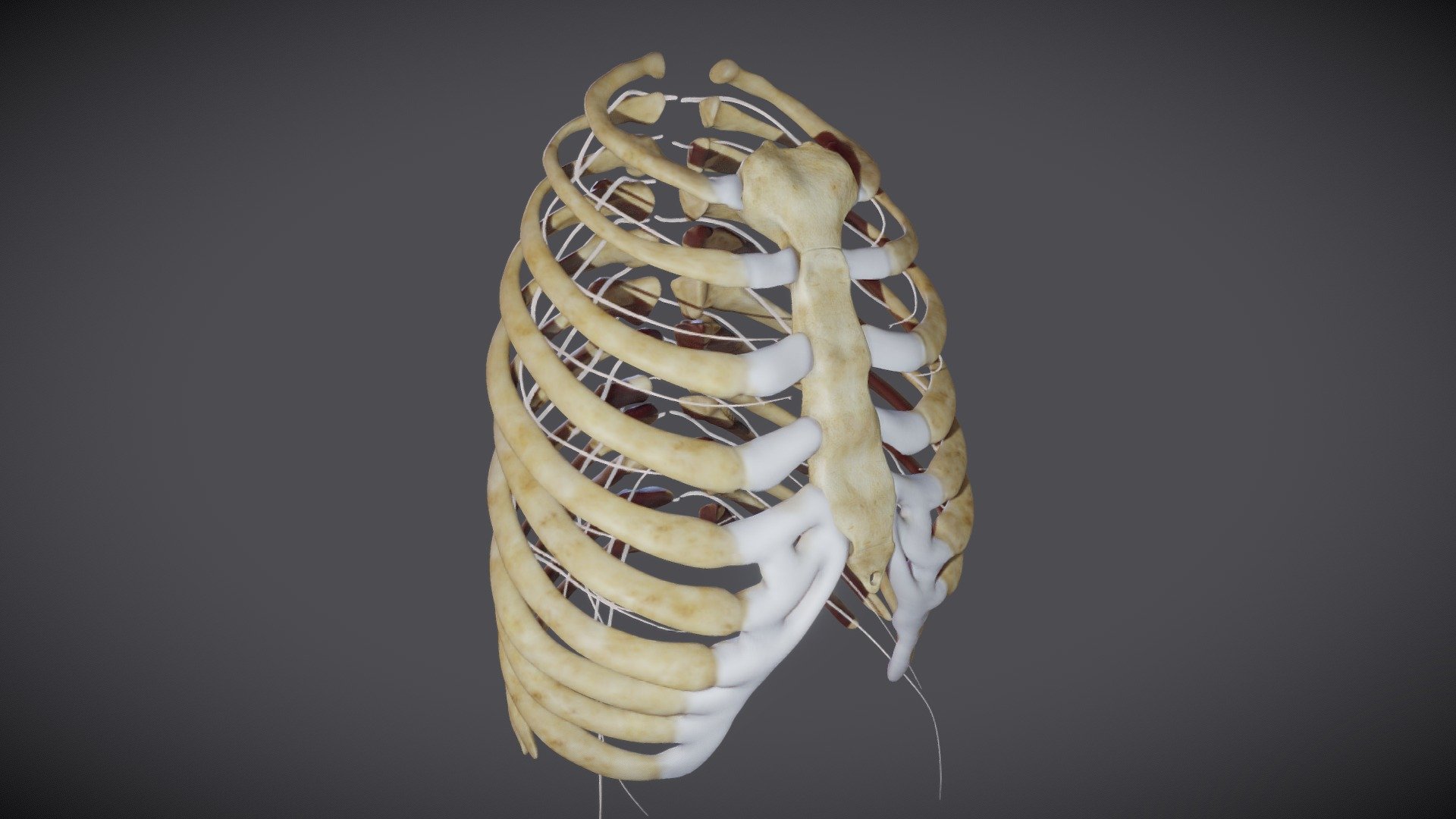 Ribcage with thoracic nerves - Buy Royalty Free 3D model by Ebers ...
