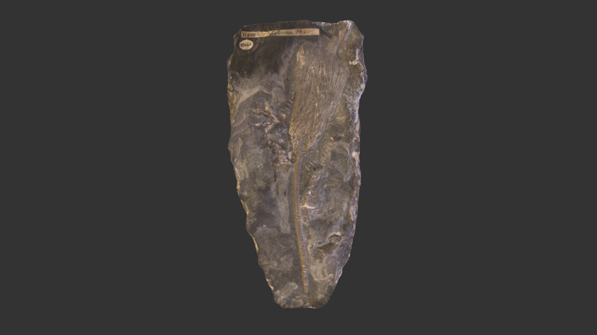 [1360] GSM 89661 Gissocrinus Crinoid 1M - 3D model by 3d Fossils GB ...