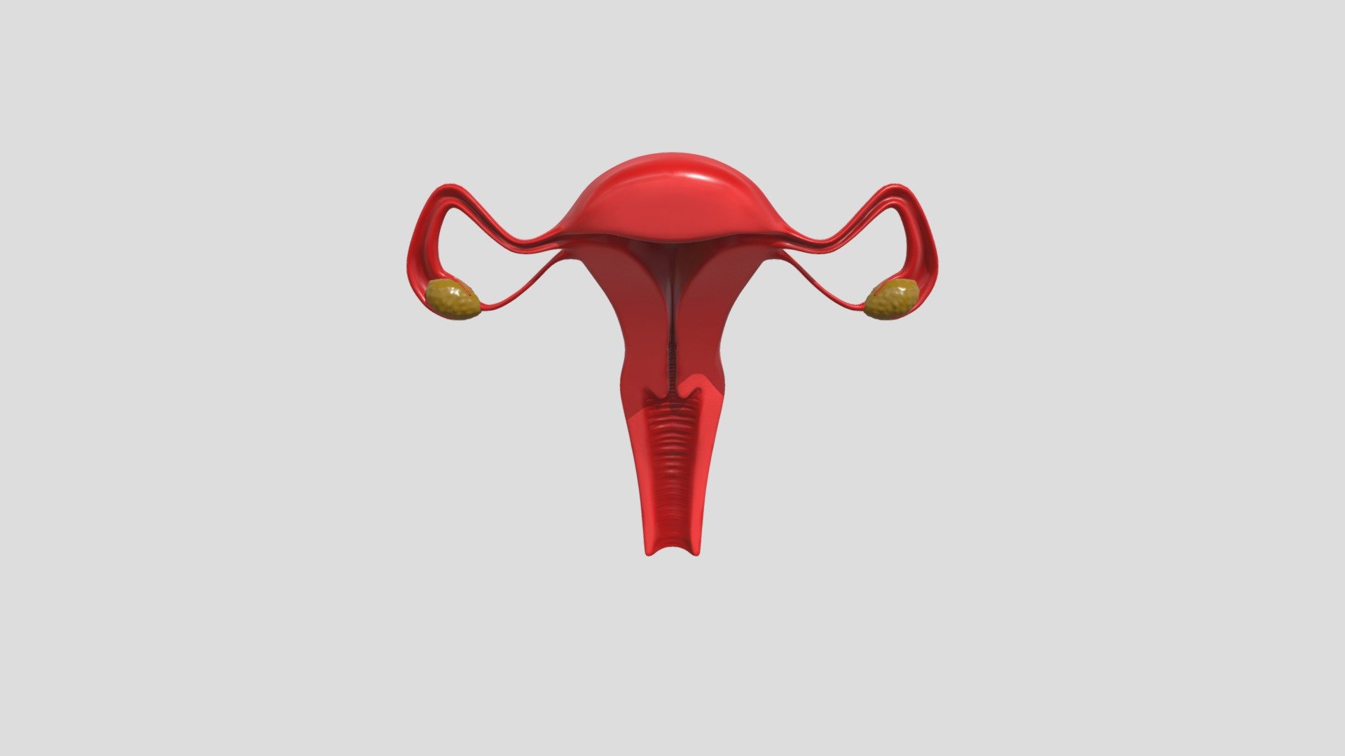 Teste Female_reproductive_system - 3D model by AngelicaSantos [17129e9 ...