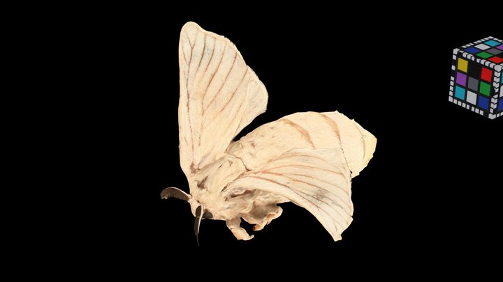 Moth 3D models - Sketchfab