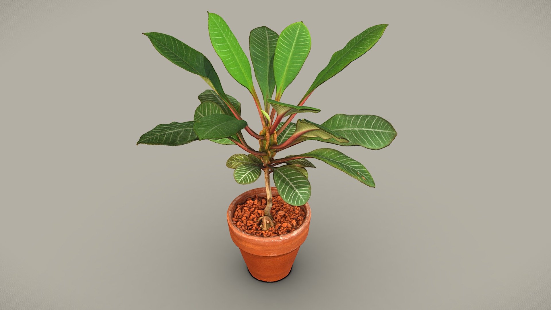 Madagascar Jewel plant - 3D model by Lassi Kaukonen (@thesidekick) [171c429] - Sketchfab