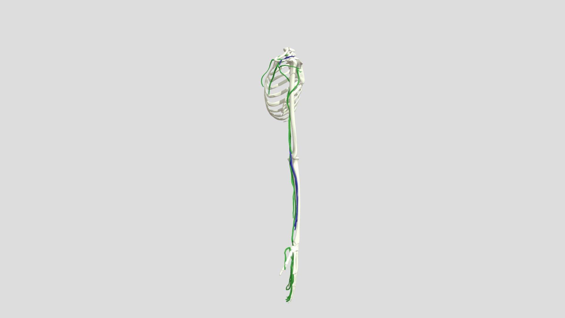 Siamang Upper Limb Arteries - Download Free 3D model by VISIBLE APE ...