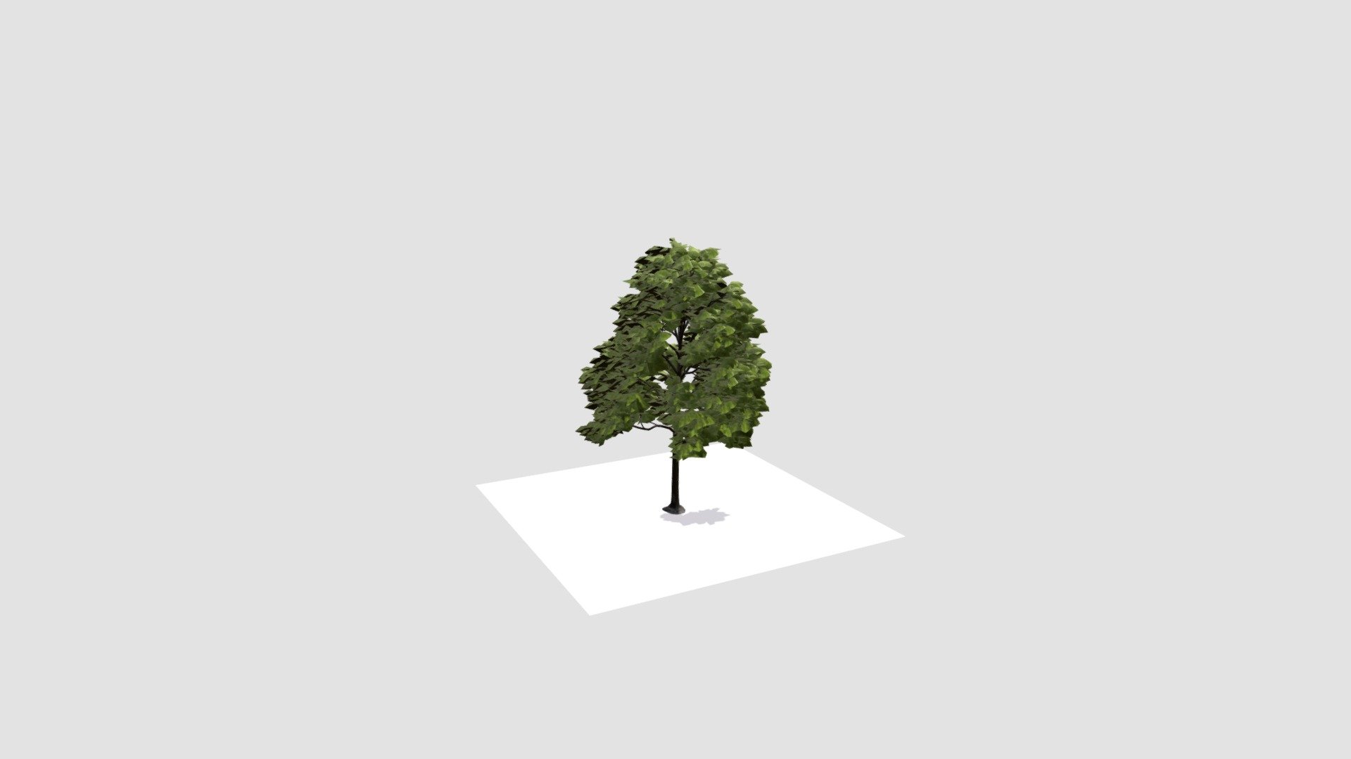 Tree for Blender - Buy Royalty Free 3D model by Evermotion [1720dc3 ...