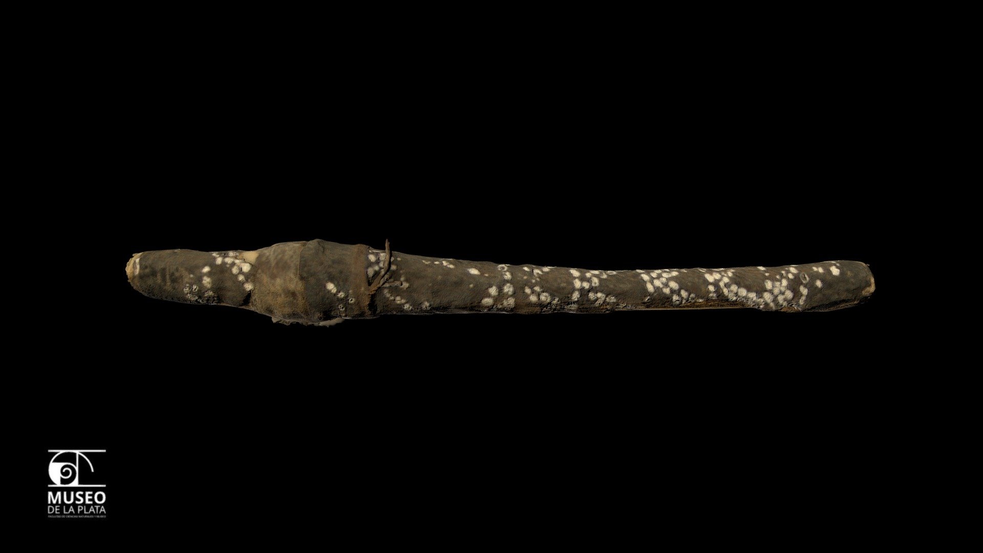 MLP-Ar-DA-N23 - 3D model by Museo de La Plata, Argentina (@museolp ...