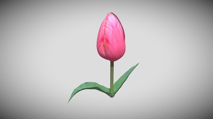 Tulip 3d Models Sketchfab