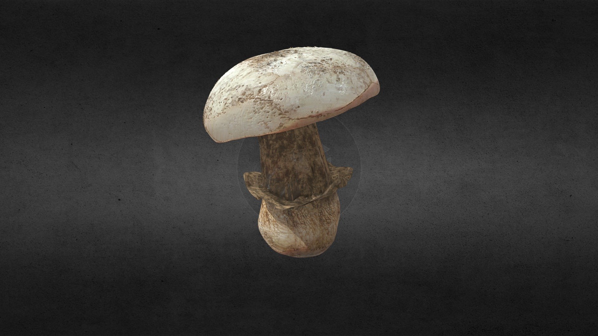 Mushroom - 3D model by volperellowatercolor [1731b30] - Sketchfab