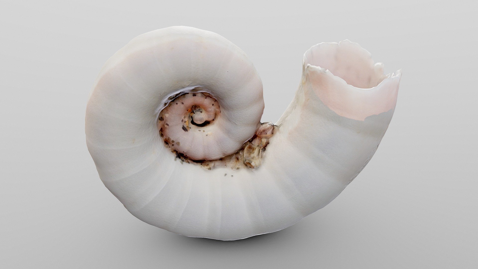 Common Spirula Sea Shell - Buy Royalty Free 3D model by Drakery ...