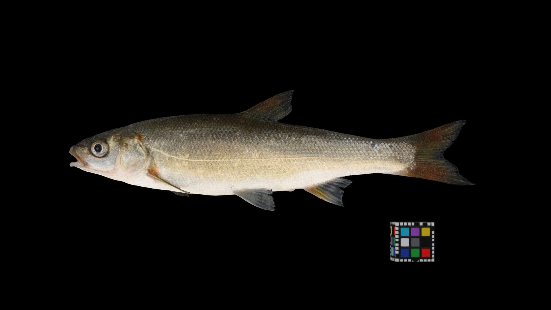 ウグイ？ ♀ Redside dace, Tribolodon hakonensis - Download Free 3D model by ...