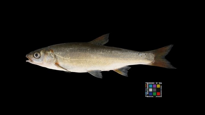 Hakonensis 3D models - Sketchfab