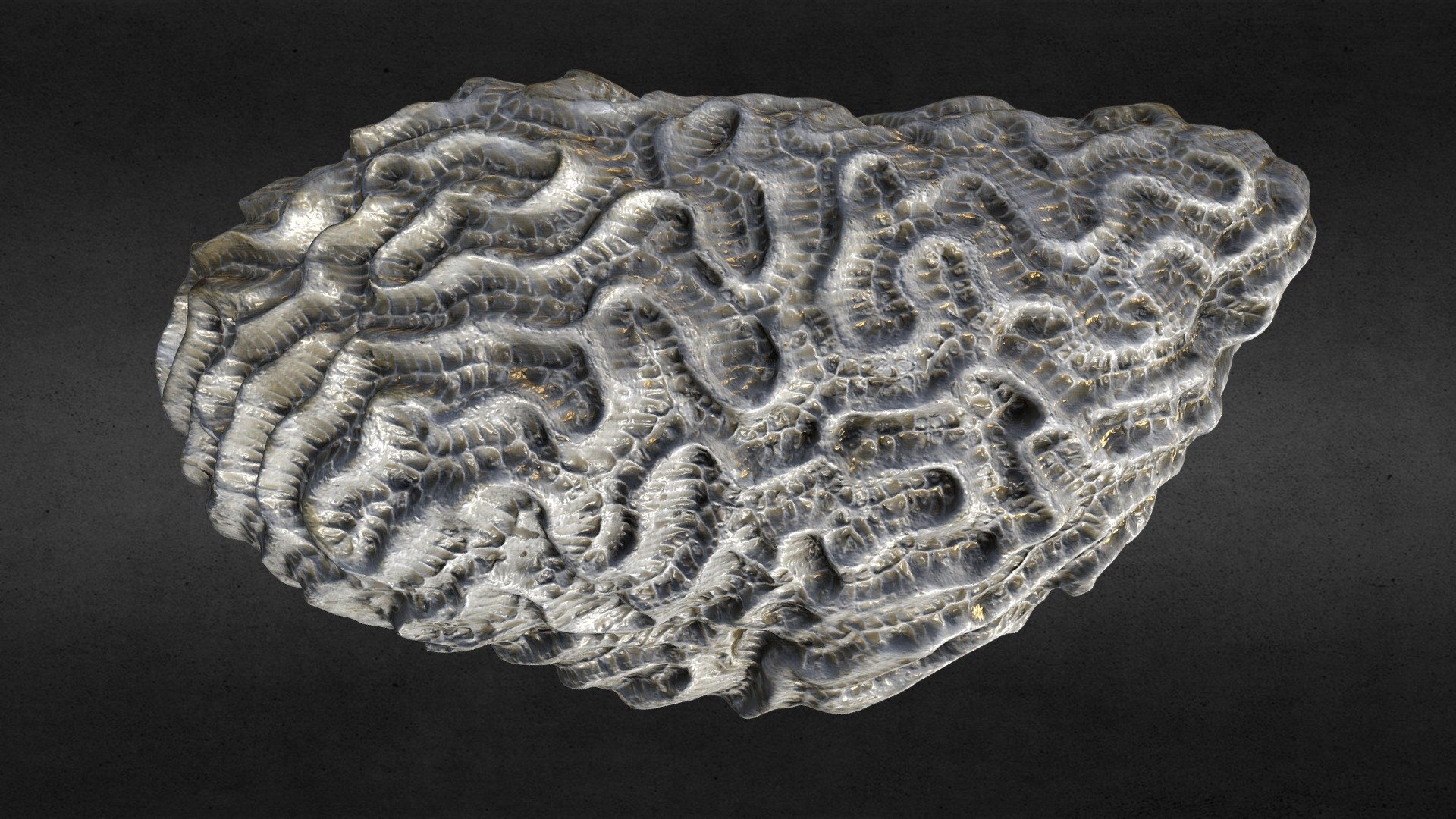Brain Coral (optimized) - 3D model by 3dsam79 [17396dd] - Sketchfab