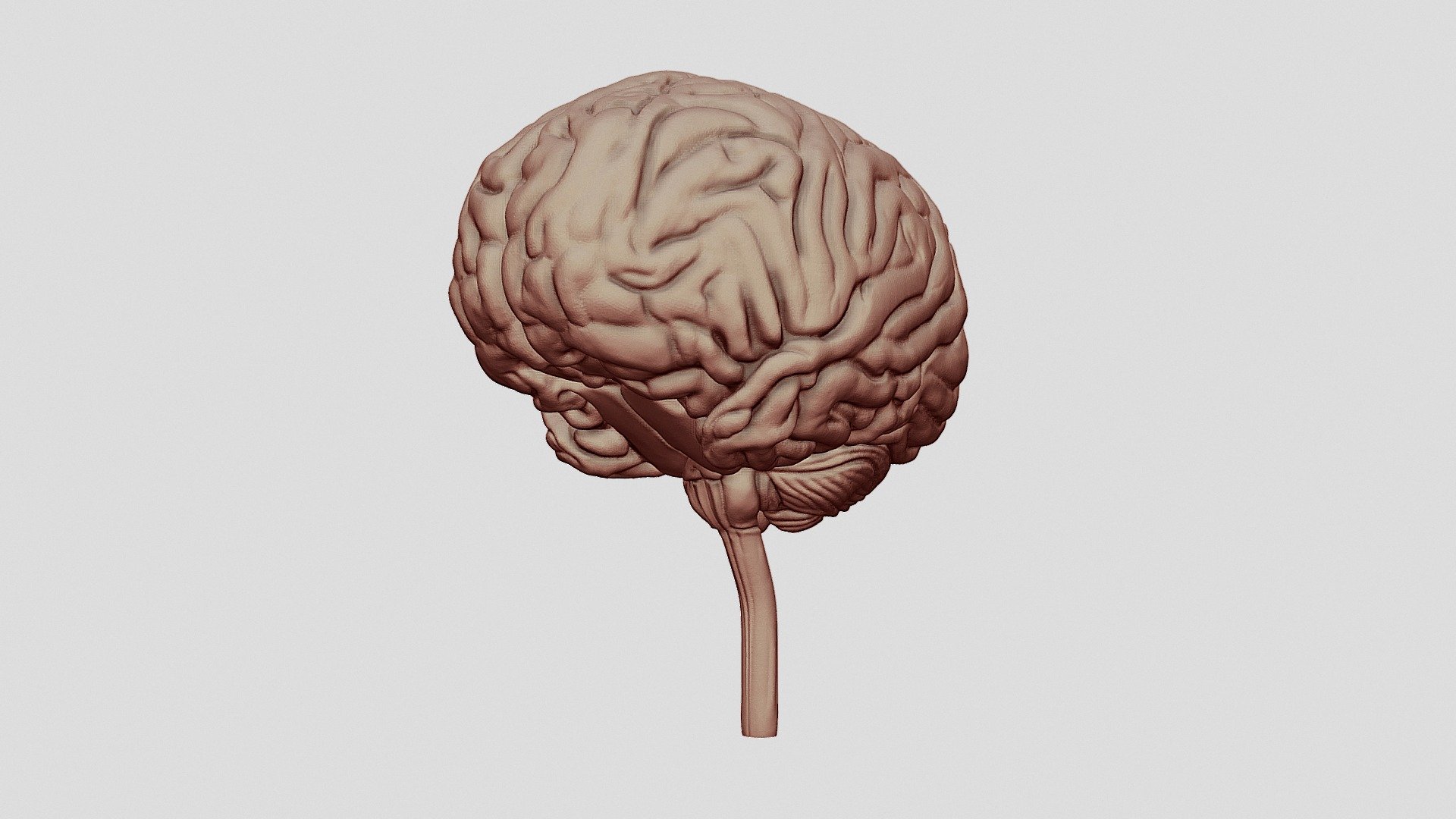 Brain Sculpt - Buy Royalty Free 3D model by POLYCOSM [1742f7e ...