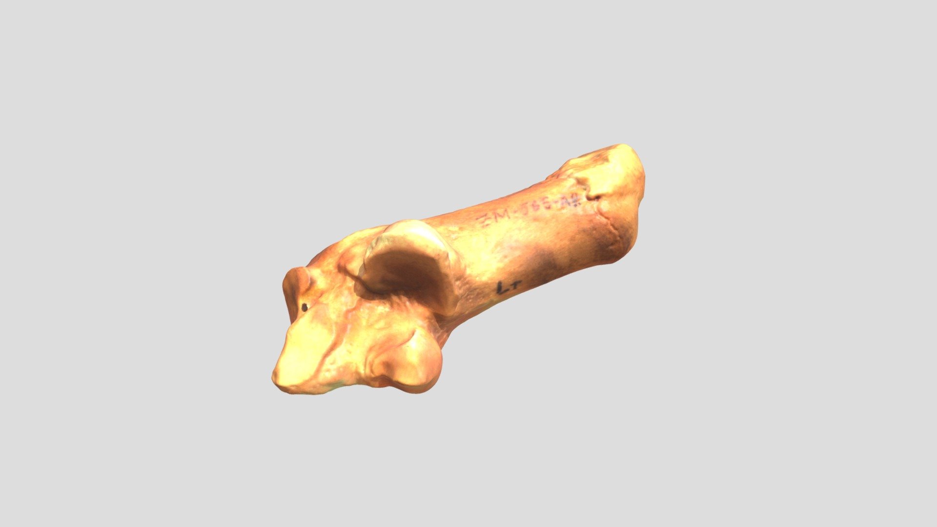 Sus scrofa (pig) - L tarsal (calcaneus) - 3D model by osteoarchaeology ...