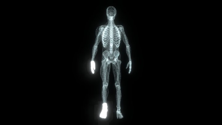 Xray 3D models - Sketchfab