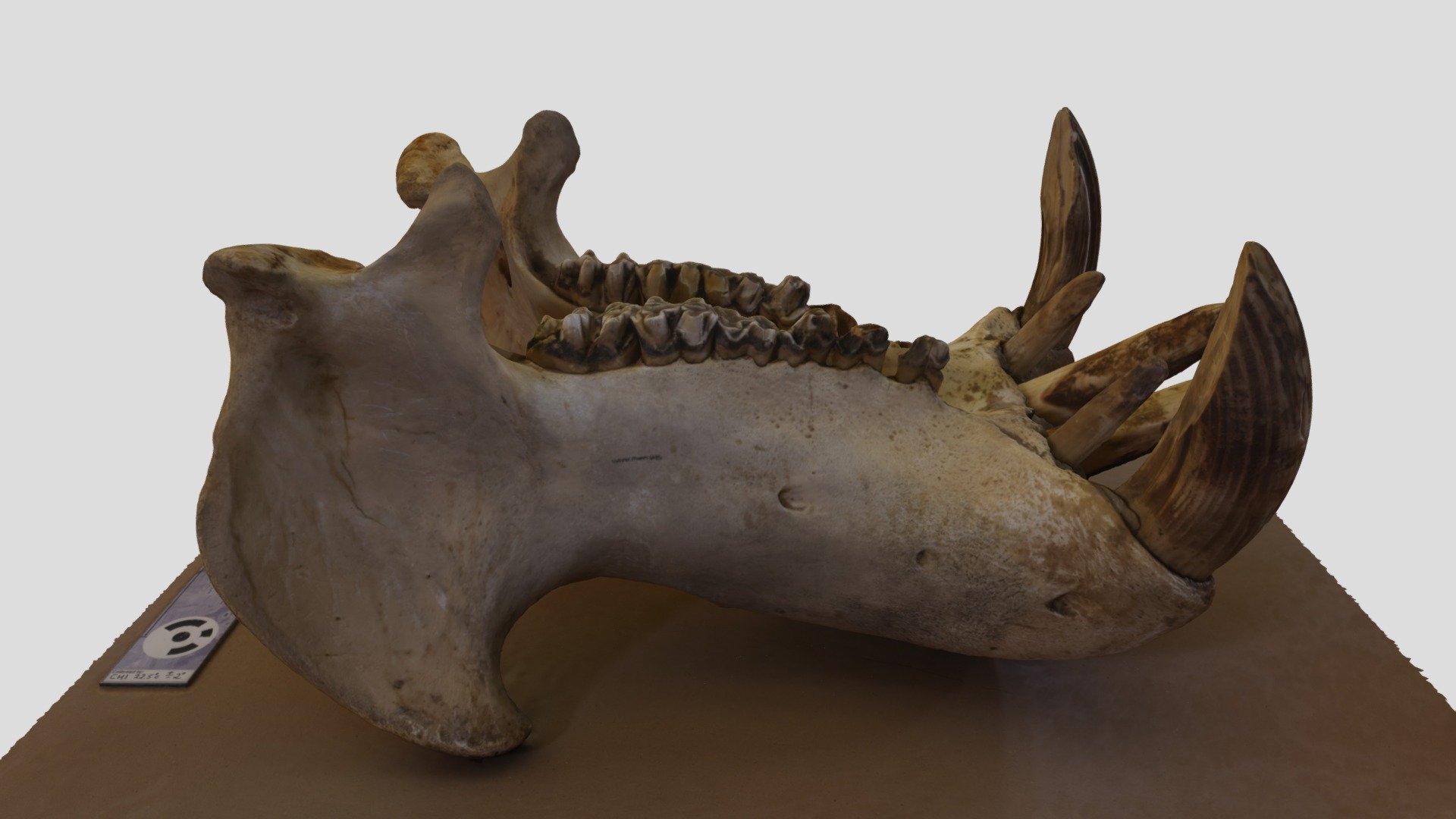 UWYMV:Mamm:6683, H. amphibius, Mandible - Download Free 3D model by ...