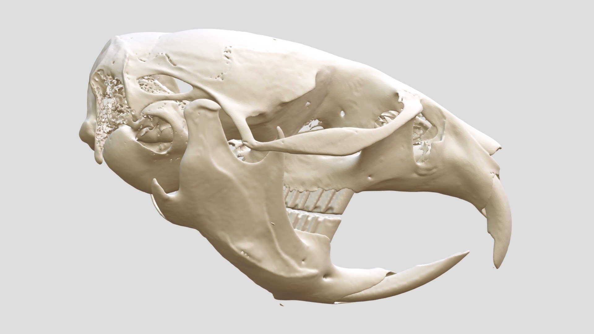 Microtus mongolicus (MSB:Mamm:94245) - 3D model by Biodiversity ...