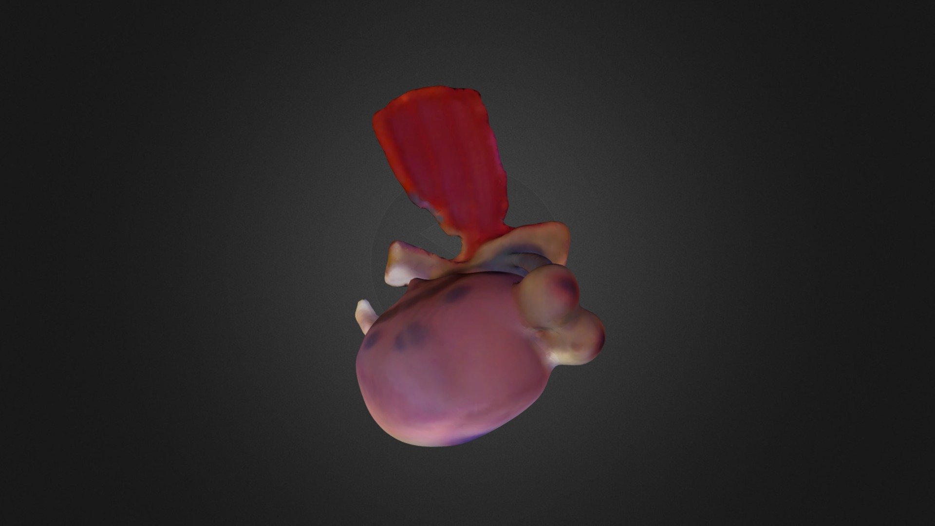 Escargot - 3D model by je35790864 [1757e06] - Sketchfab