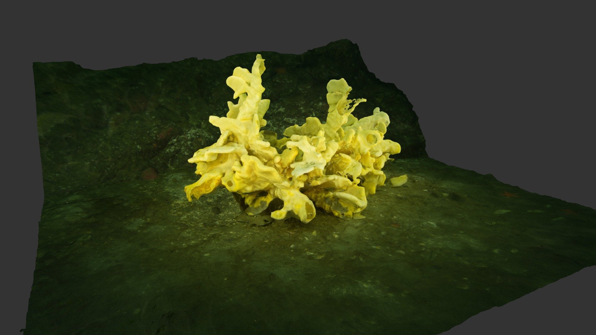 Station 2 2017-02-12 McKenzie Bight Cloud Sponge - 3D model by Joakim ...