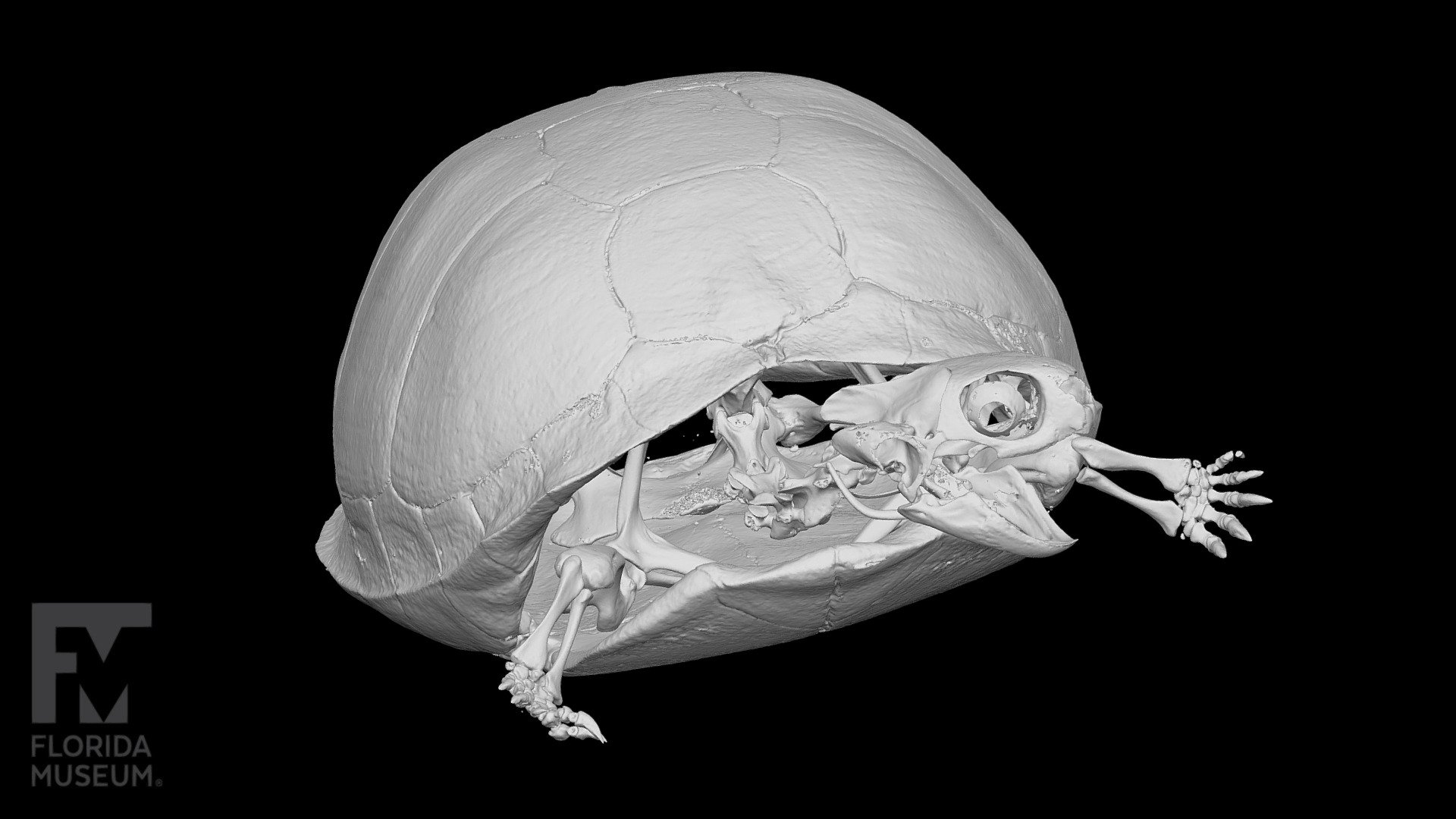 MicroCT Common Box Turtle - 3D model by FloridaMuseum [175a290] - Sketchfab