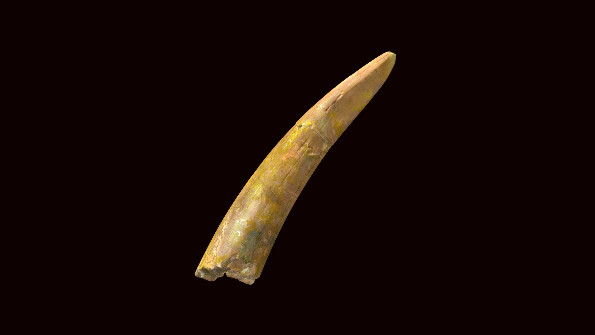 Mastodon Tusk (VCU_3D_2783) - 3D model by Virtual Curation Lab ...
