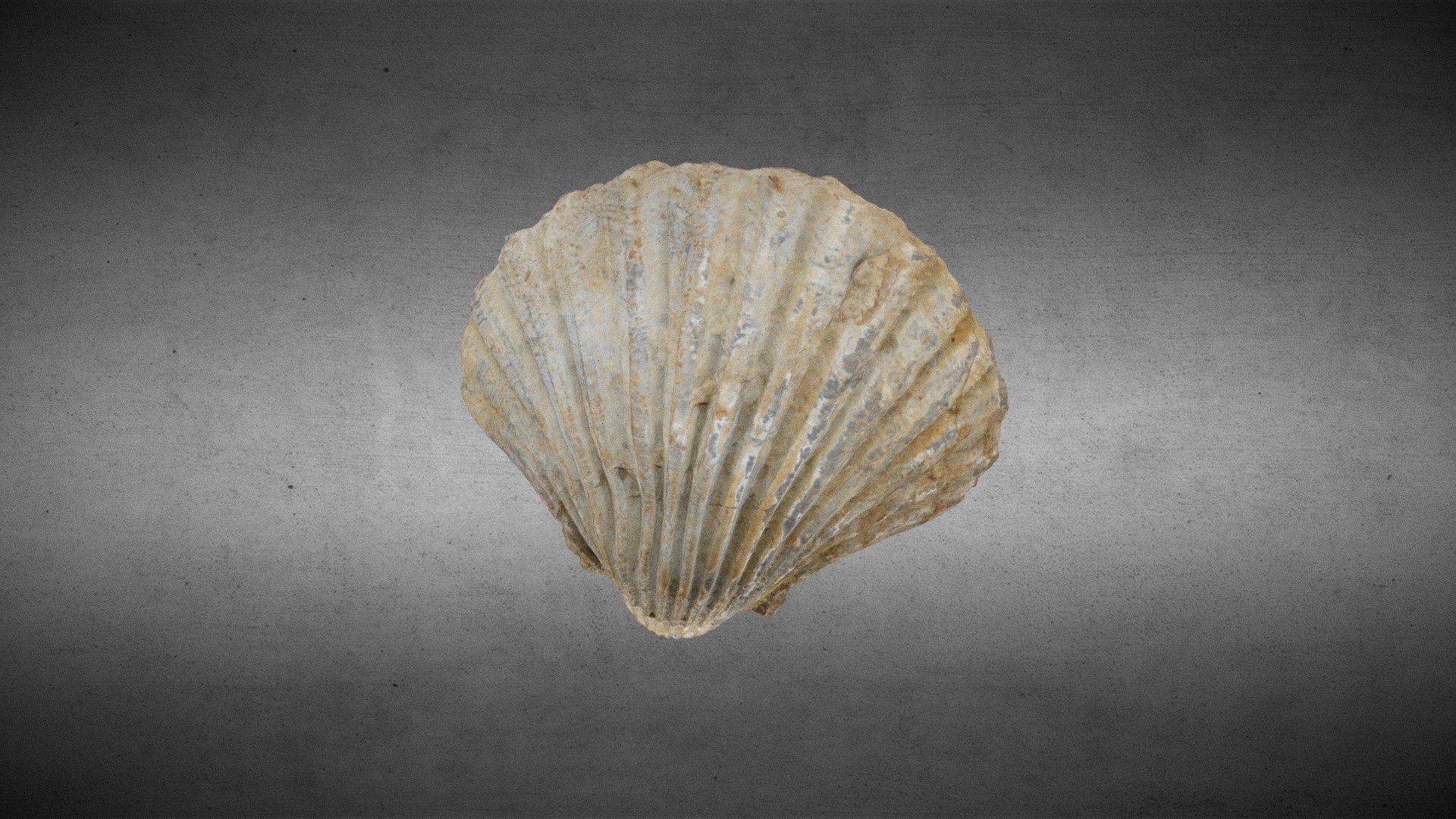 Weyla Alata, Chile - 3D model by J.Catalan02 [176120c] - Sketchfab