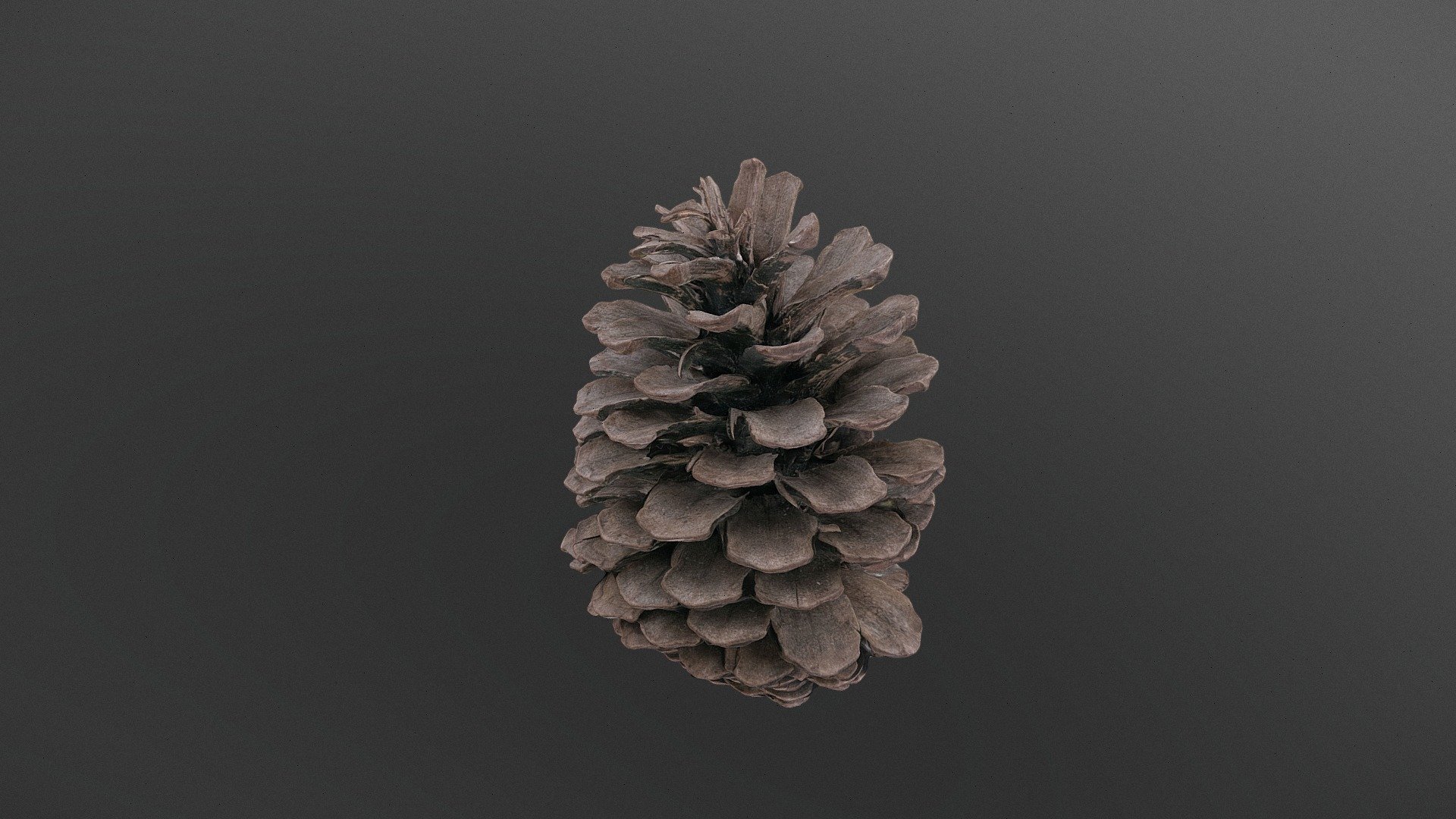 Large pine cone - 3D model by matousekfoto [17621ef] - Sketchfab