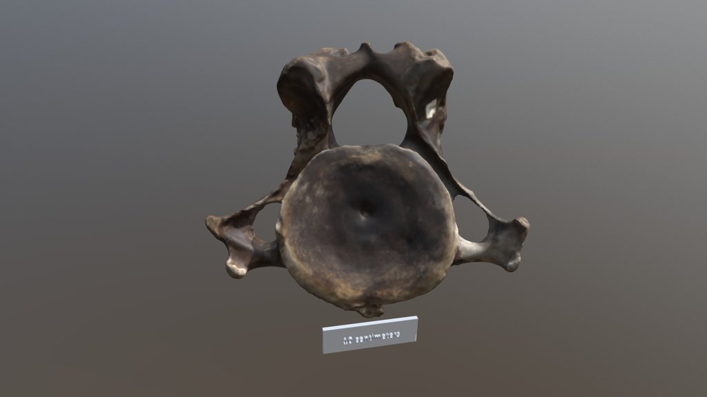 mastodon - A 3D model collection by vwuvwu - Sketchfab