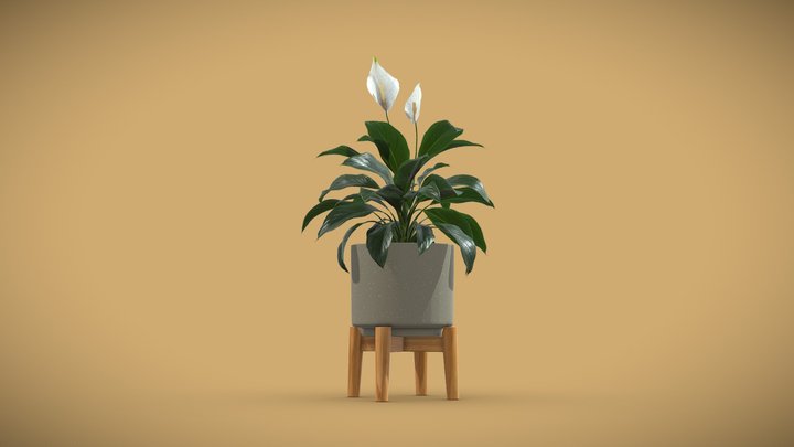 Lily 3D models - Sketchfab