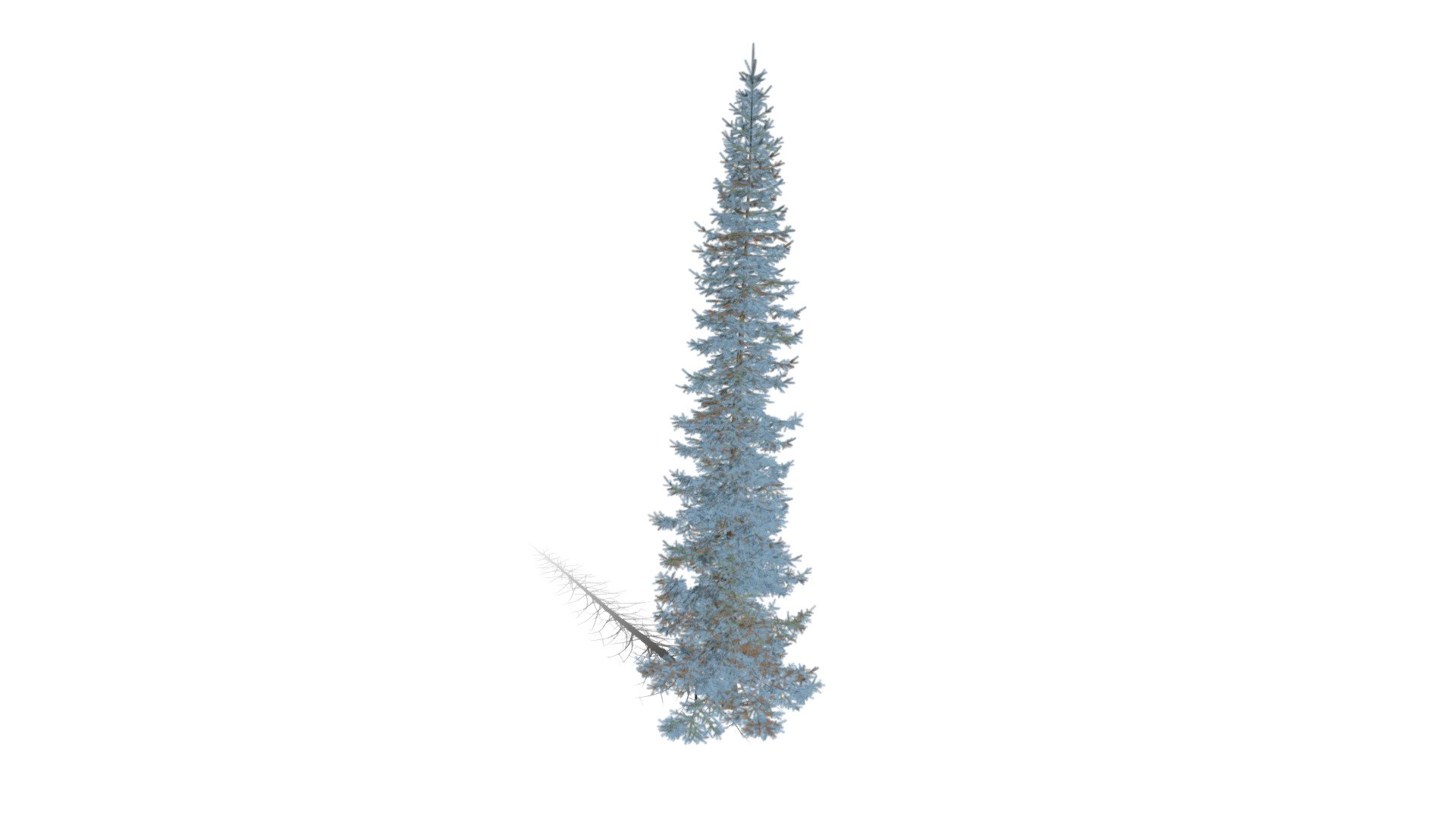 Realistic HD Colorado Blue spruce (14/43) - Download Free 3D model by ...