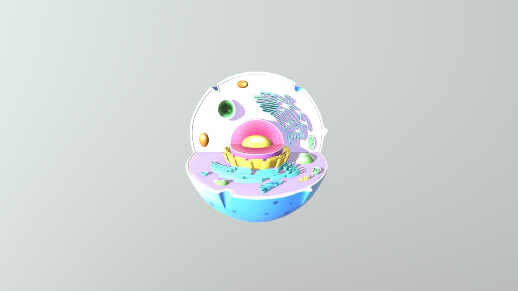 cell - A 3D model collection by biologie.geologie - Sketchfab