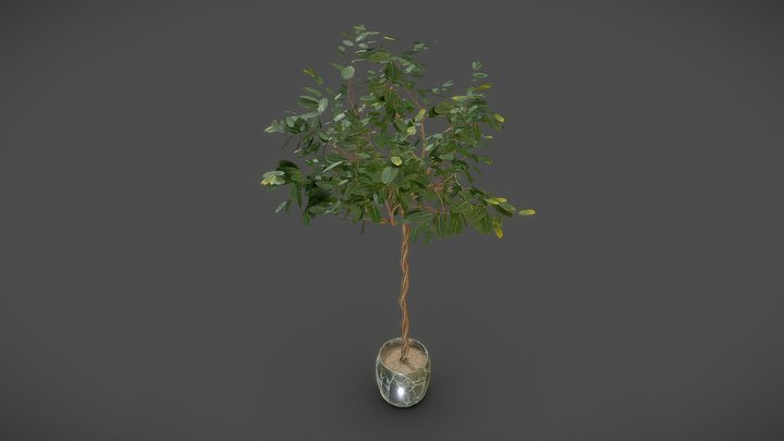 Ficus 3D models - Sketchfab