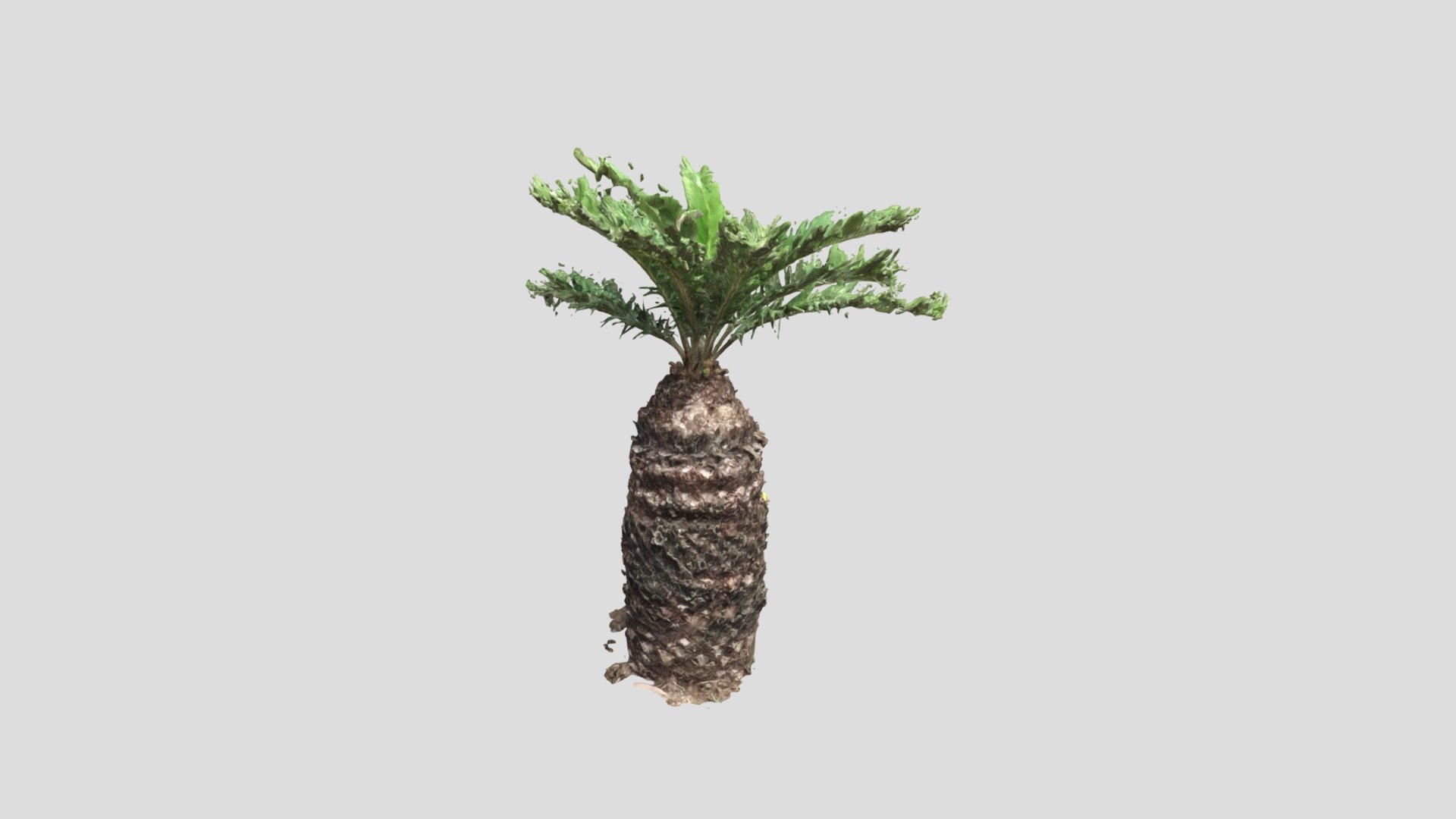 Pohon_textured_mesh_medpoly_obj - Download Free 3D model by ...