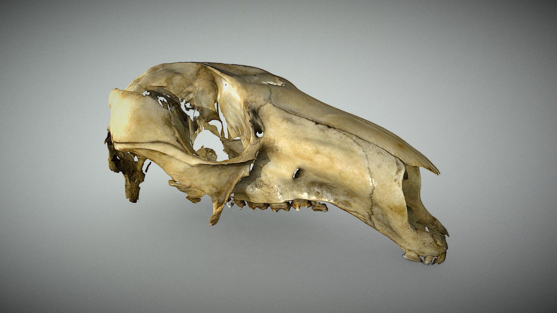 Bones - 3D model by UniSQ HIVE (@UniSQ_HIVE) [1777fad] - Sketchfab