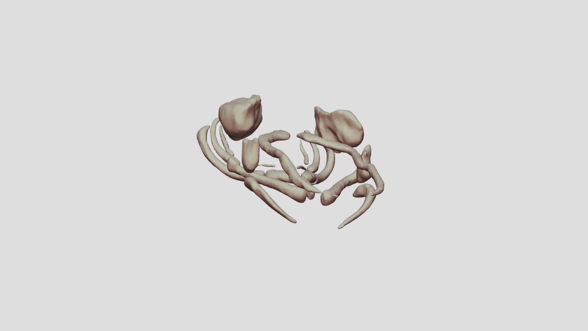 Skeleton of a larval Proteus anguinus - Download Free 3D model by ...