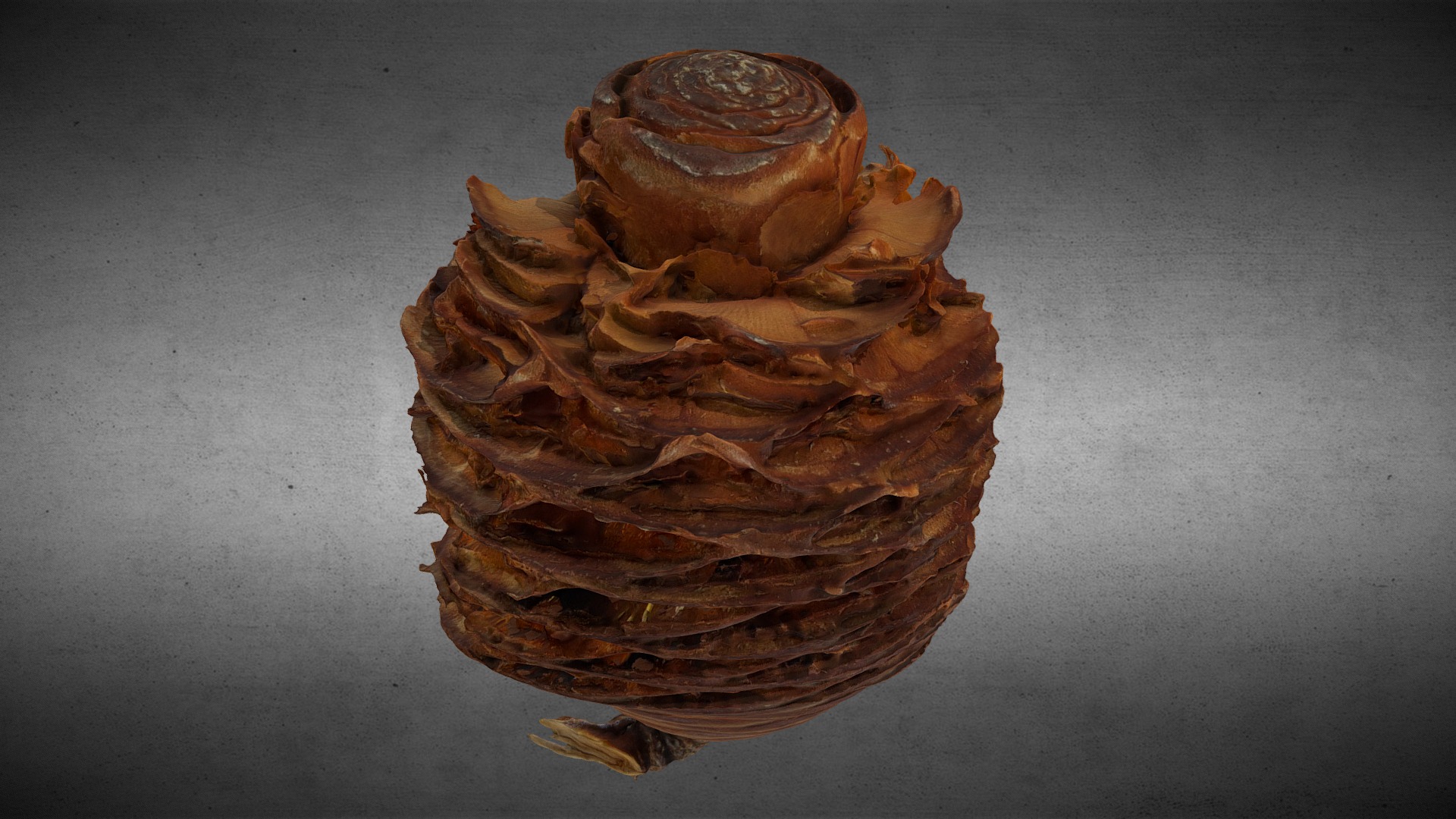 Cedar - seed cone - Download Free 3D model by Mario_Wallner [177dd5a ...