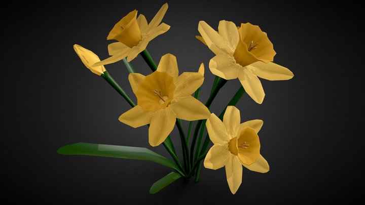 Daffodil 3D models - Sketchfab