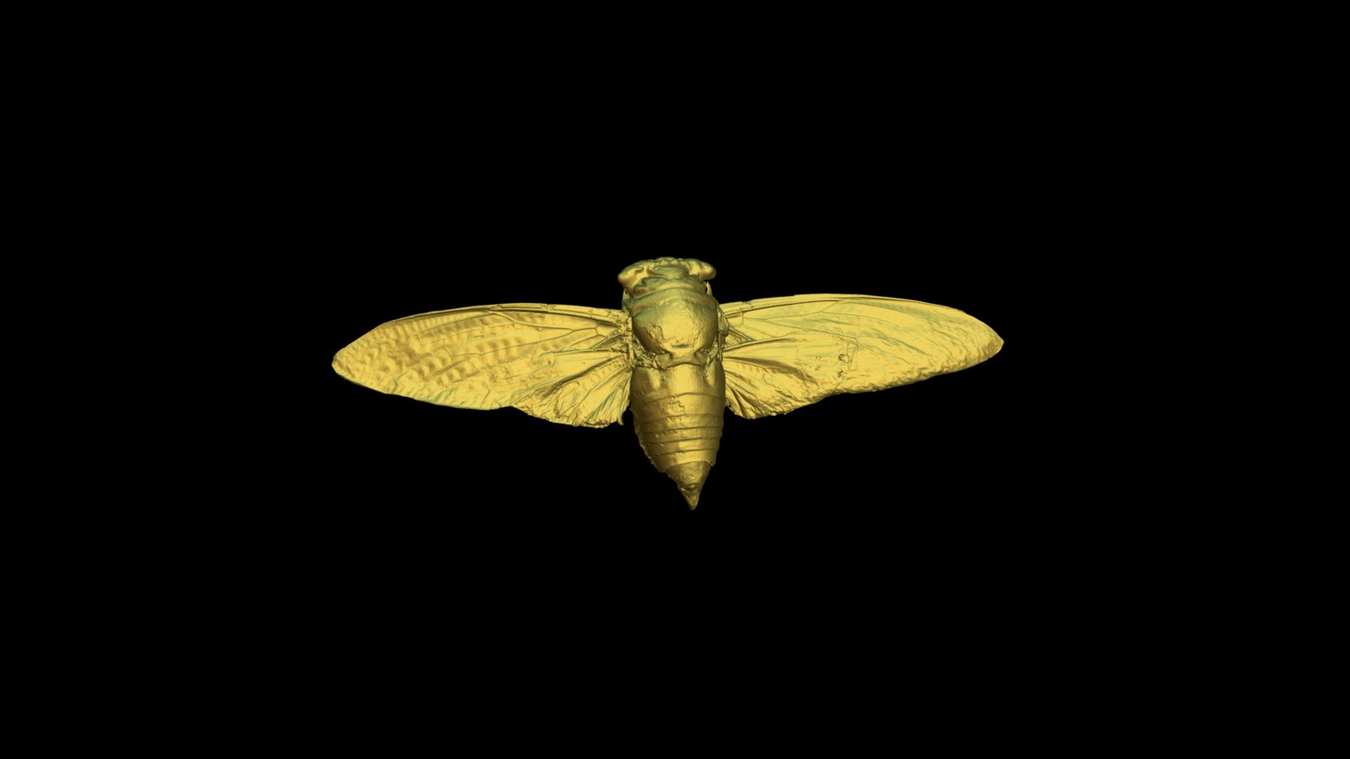 Cicada - Download Free 3D model by Thunk3D 3D Scanner (@Lily.Qin1 ...