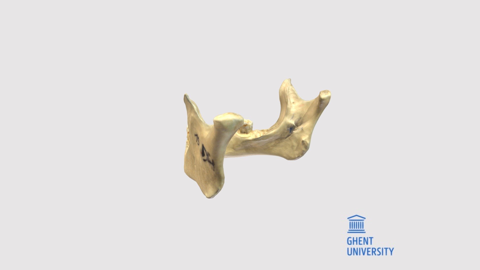 Mandibula - 3D model by AnatomyUgent (@emaudena) [1794060] - Sketchfab