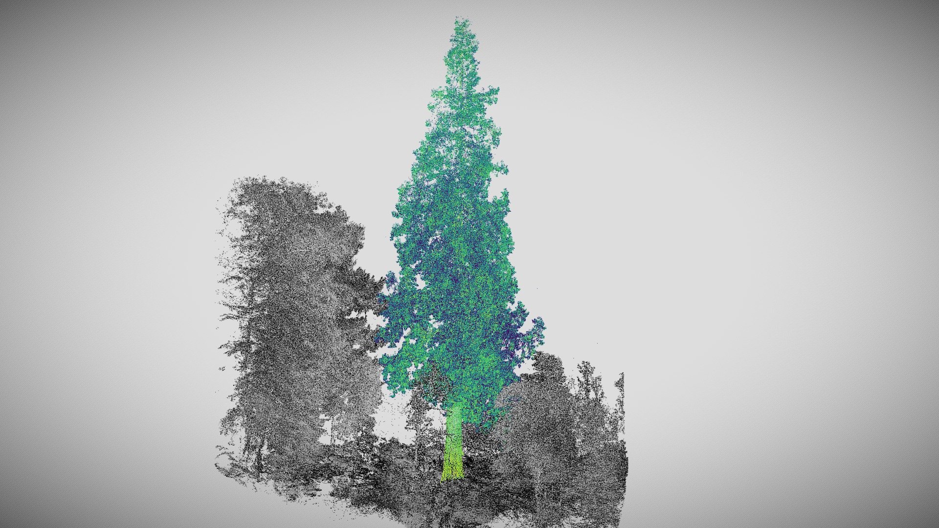 Giant Redwood at Nymans - 3D model by kungphil [1796d7b] - Sketchfab